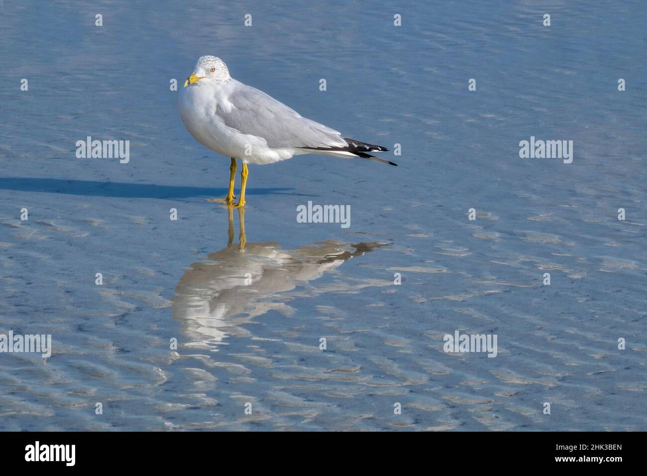 Blue seagull beach hi-res stock photography and images - Alamy