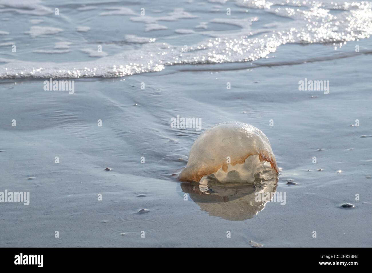 Cannonball jellyfish hi-res stock photography and images - Alamy