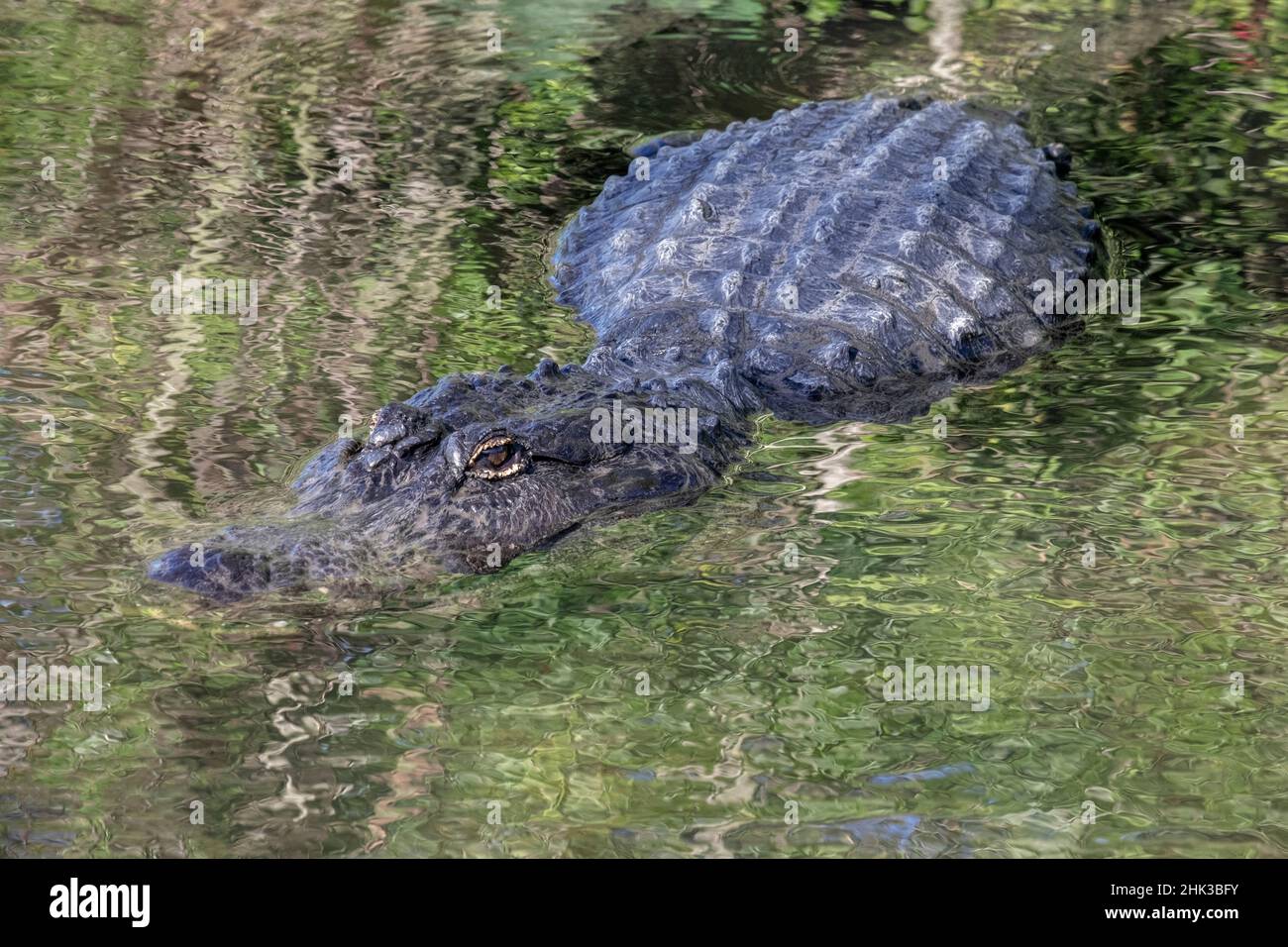 American alligator, Florida Stock Photo - Alamy