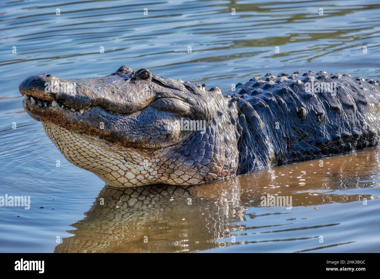 American alligator, Florida Stock Photo - Alamy