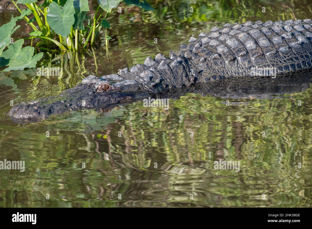 American alligator, Florida Stock Photo - Alamy
