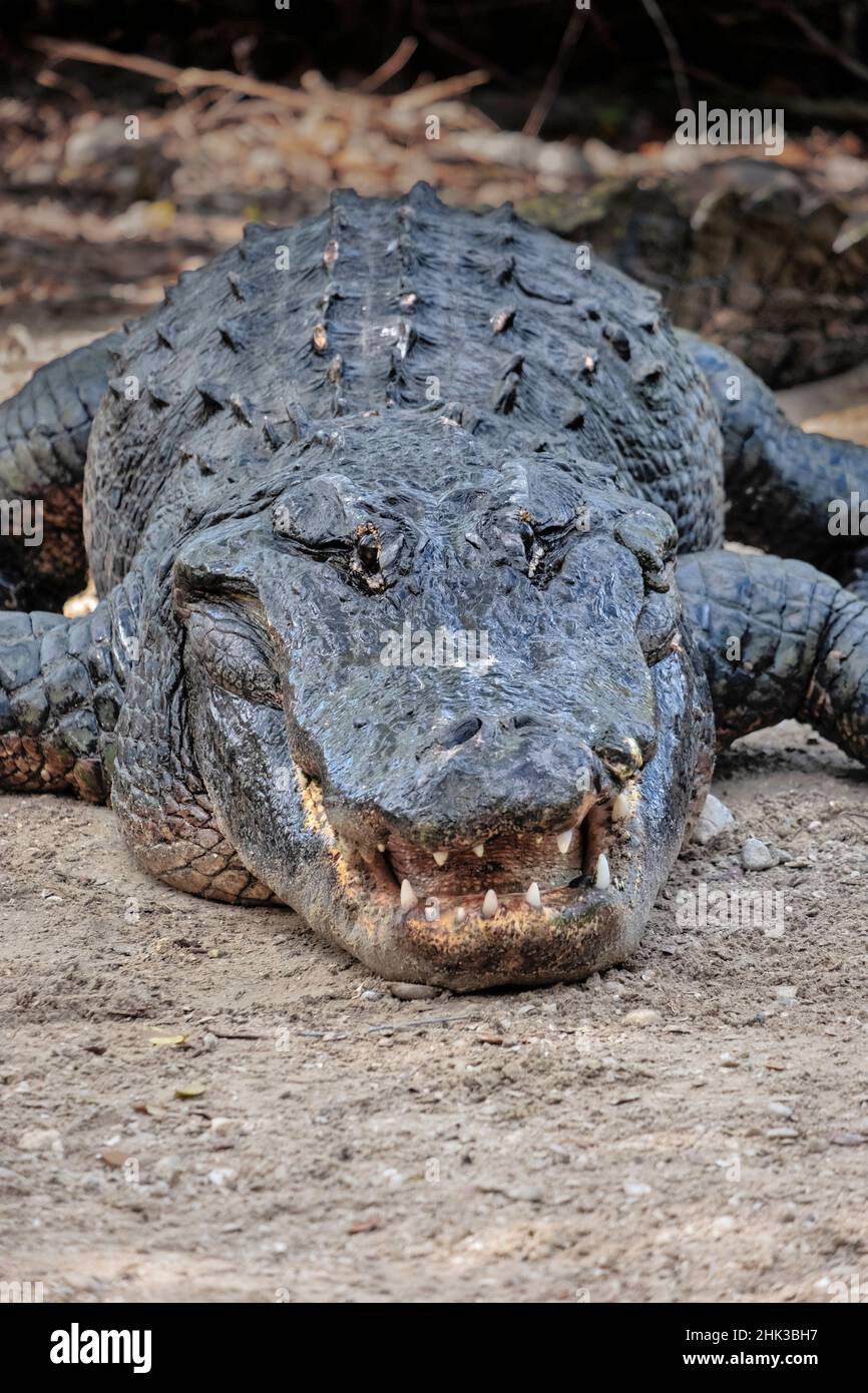 American alligator, Florida Stock Photo - Alamy