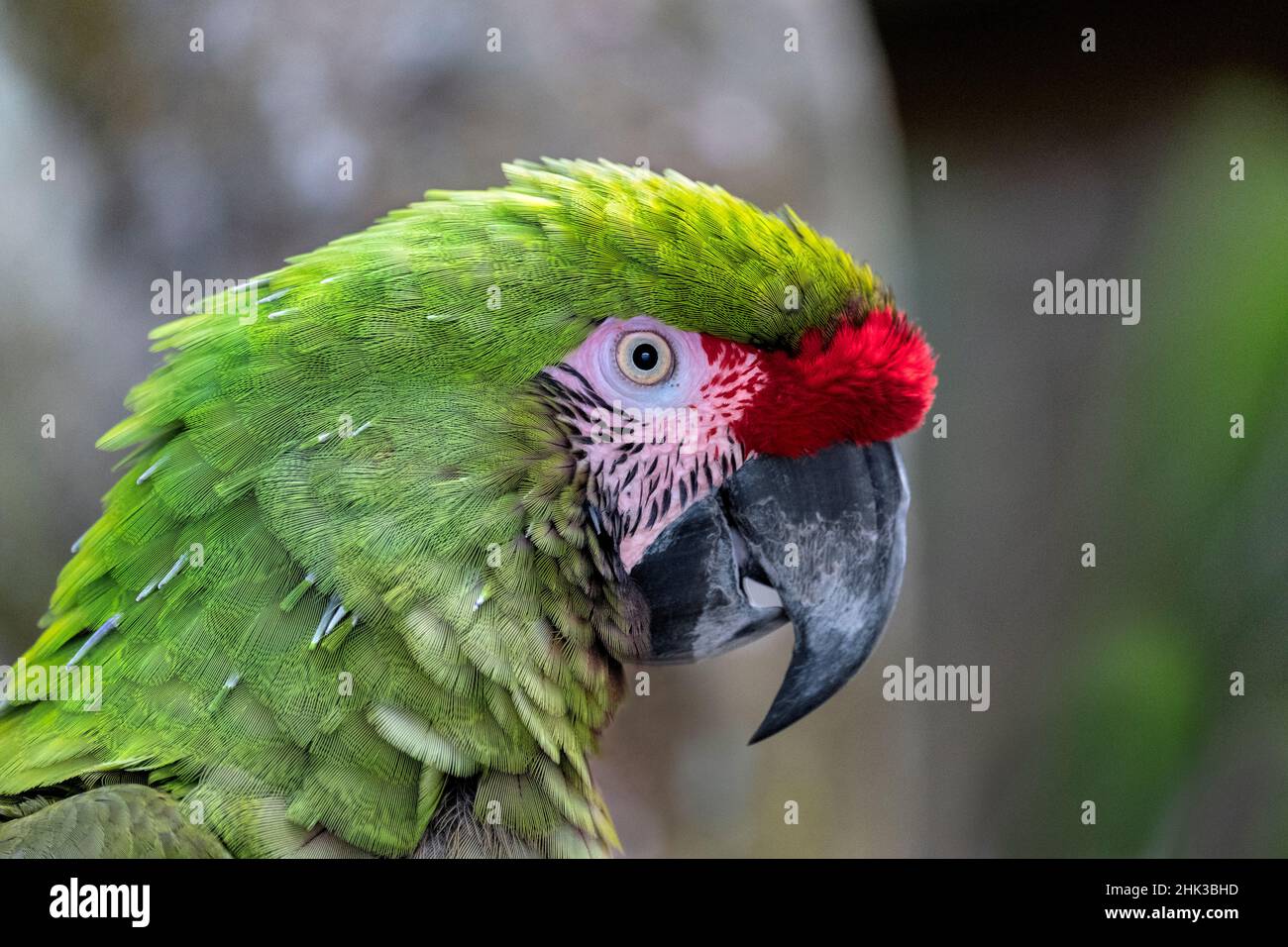 Great Green Macaw Stock Photo - Alamy