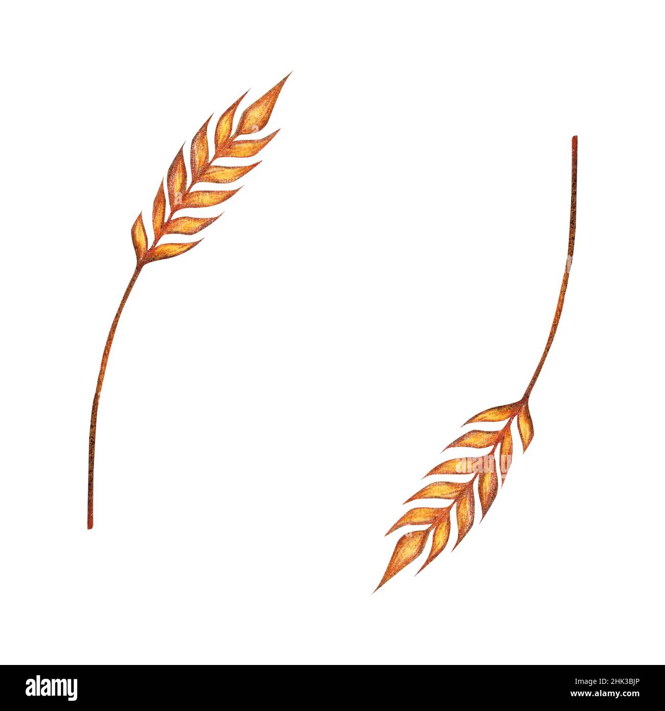 Wheat Graphic Border