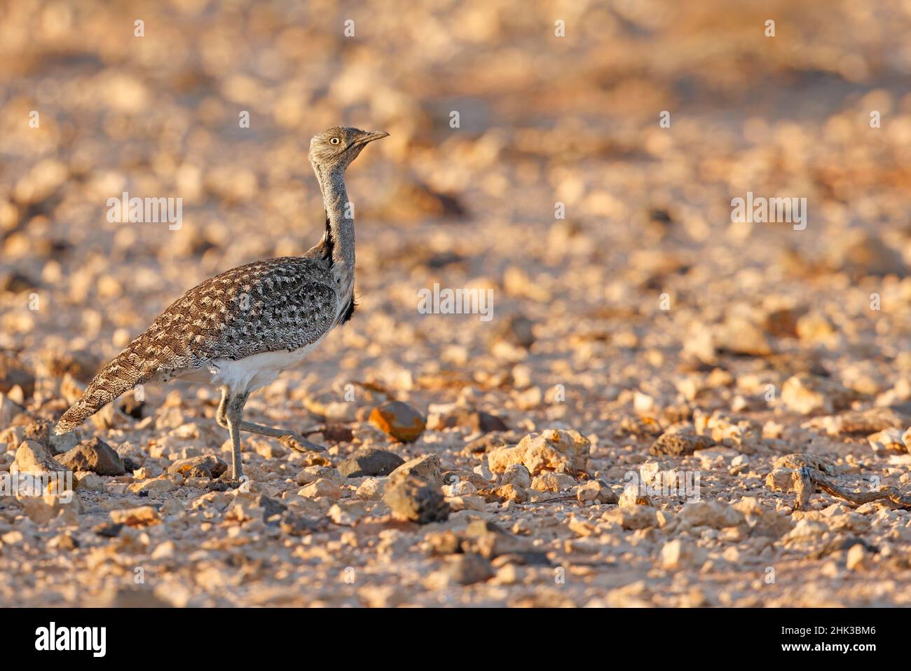 African Houbara, Llanos de Tindaya, Furteventura, Canarias, Spain ...