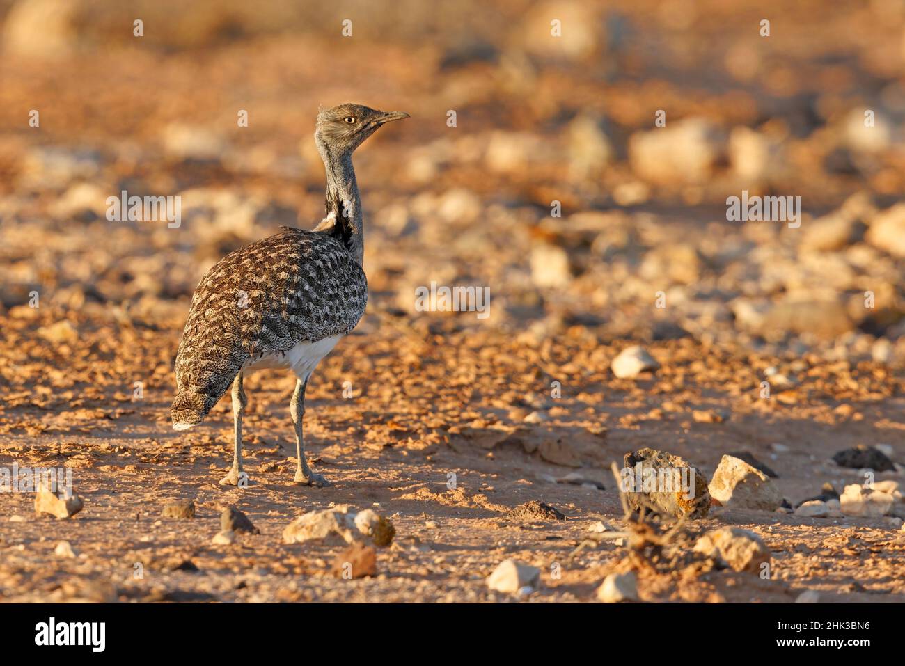 African Houbara, Llanos de Tindaya, Furteventura, Canarias, Spain ...