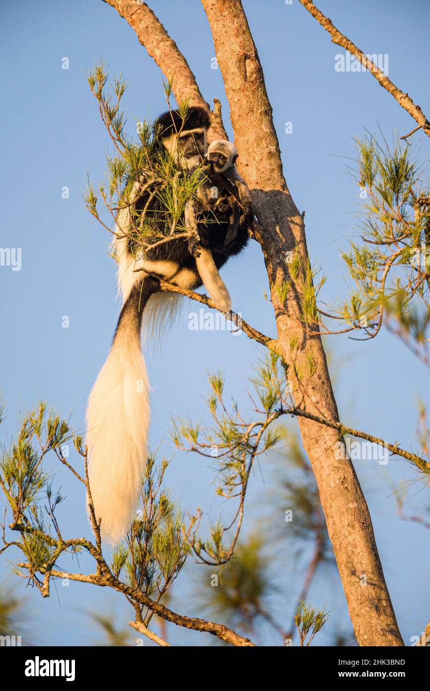 The Colobus monkey lives among trees, native to central African ...