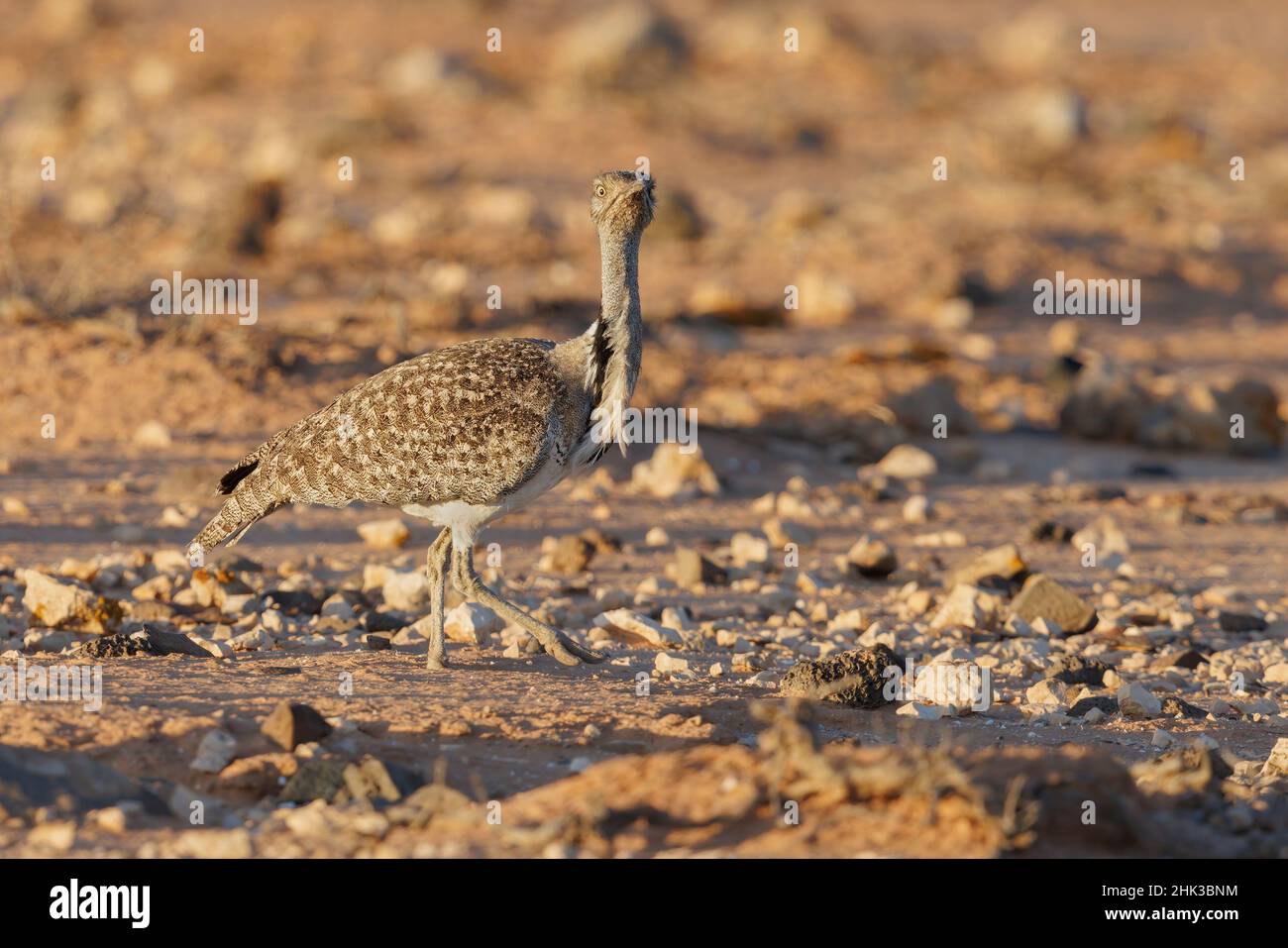 African Houbara, Llanos de Tindaya, Furteventura, Canarias, Spain ...