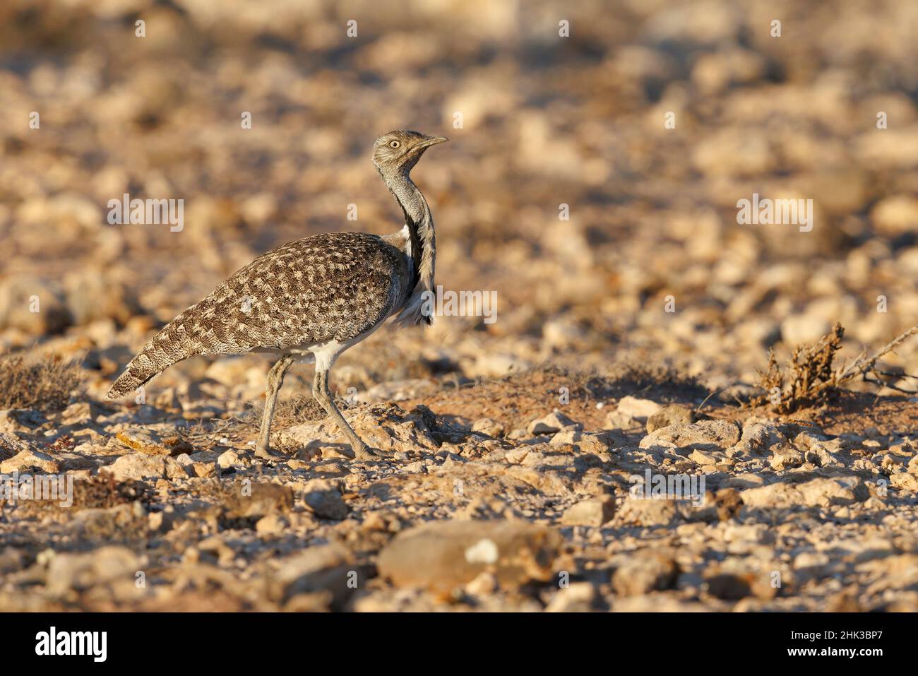 African Houbara, Llanos de Tindaya, Furteventura, Canarias, Spain ...