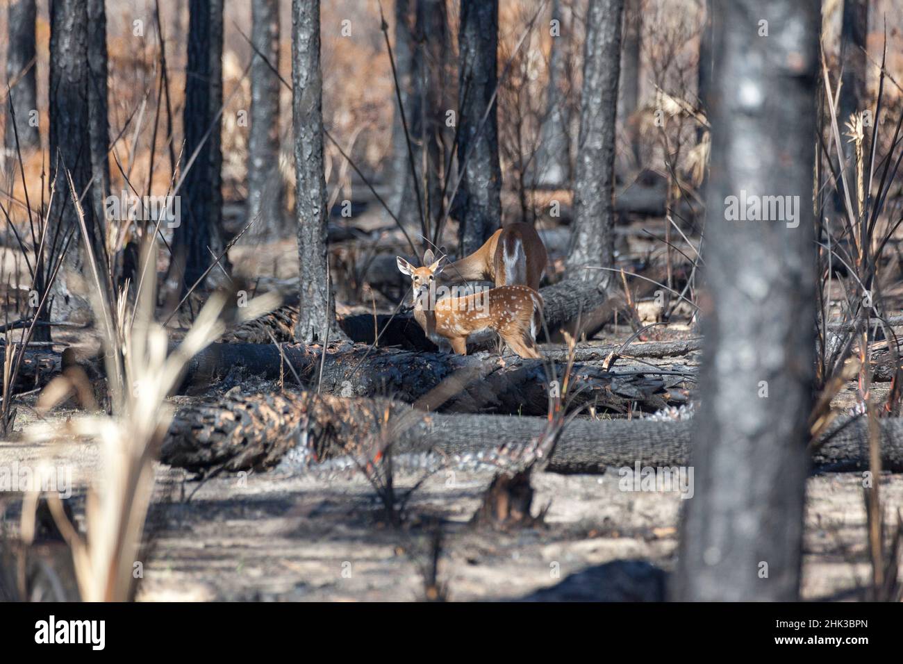 A white-tailed doe and fawn enjoy various scorched plant matter shortly ...