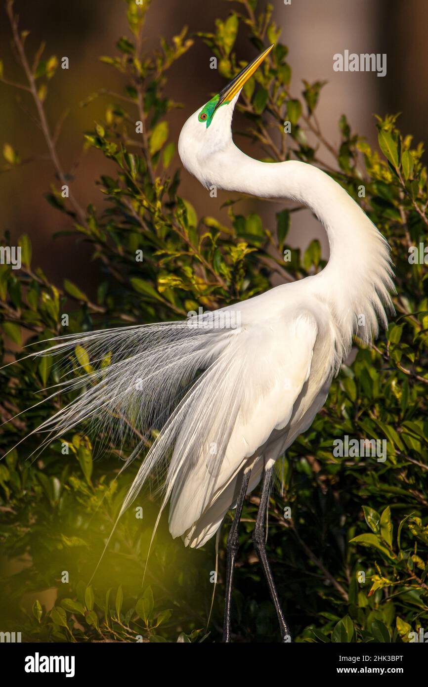 A great egret performs a breeding display at a rookery in southwest ...