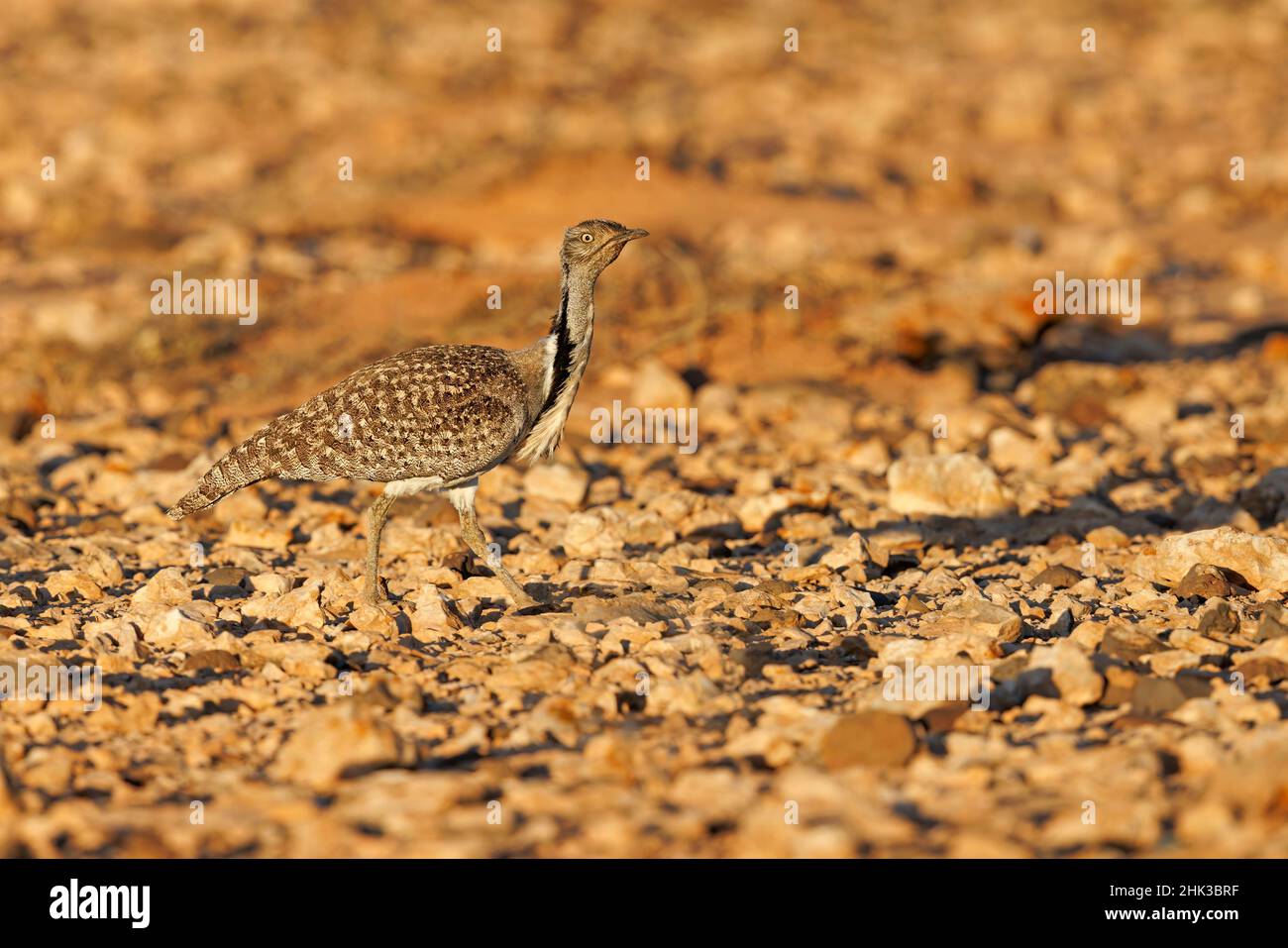 African Houbara, Llanos de Tindaya, Furteventura, Canarias, Spain ...