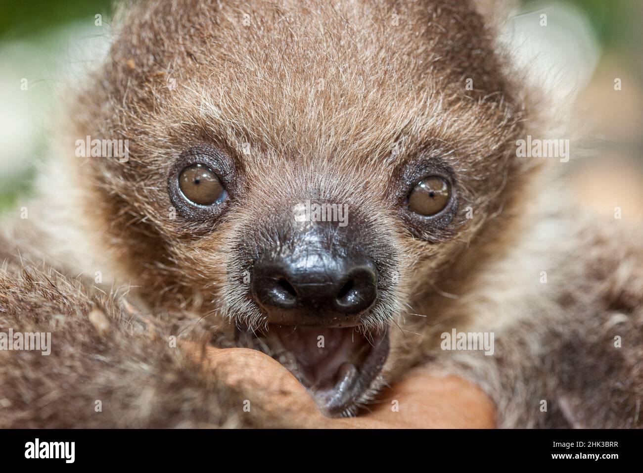 The juvenile two-toed sloth has beautiful eyes Stock Photo - Alamy