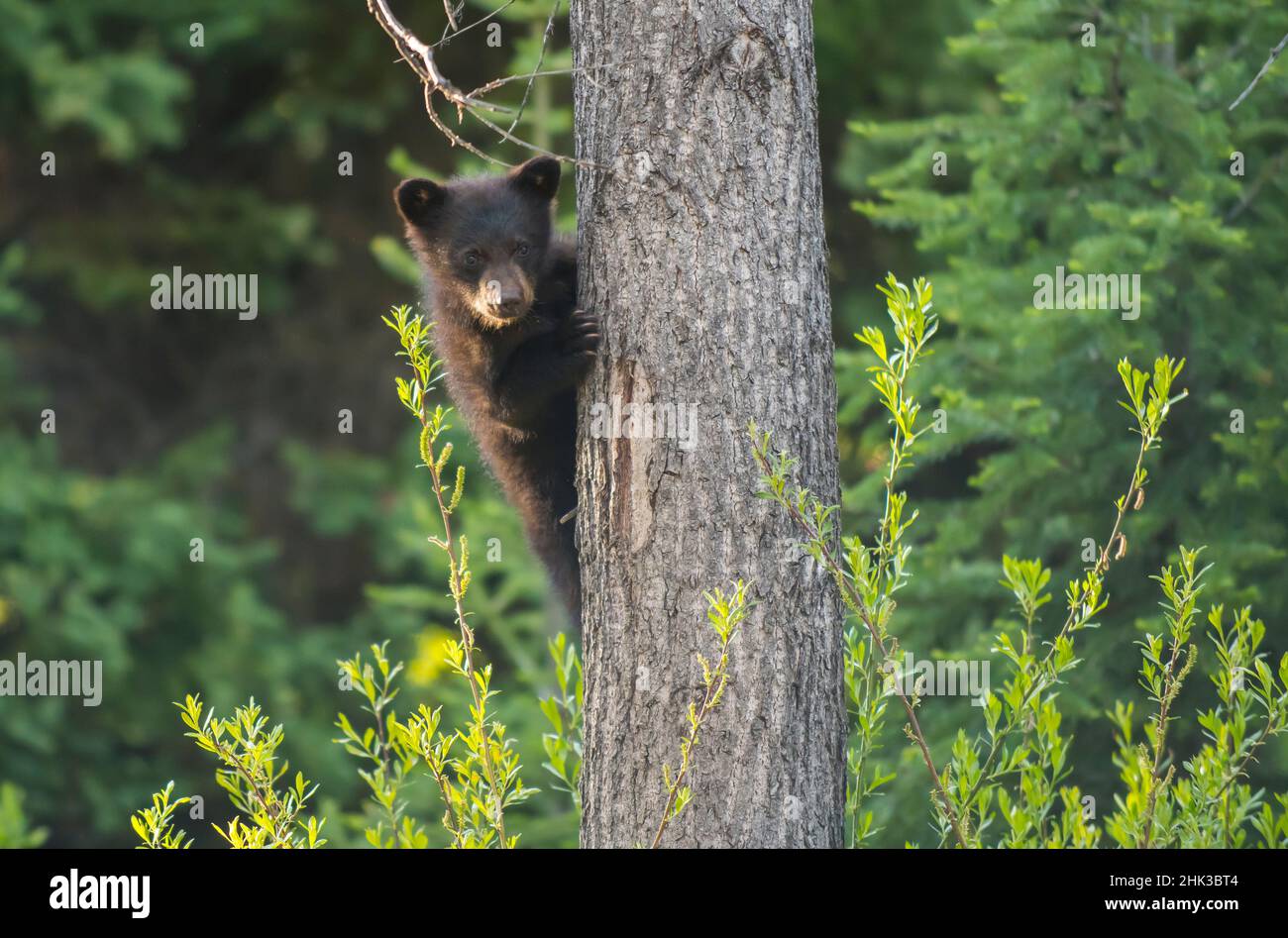 Black bear cub in tree hi-res stock photography and images - Alamy