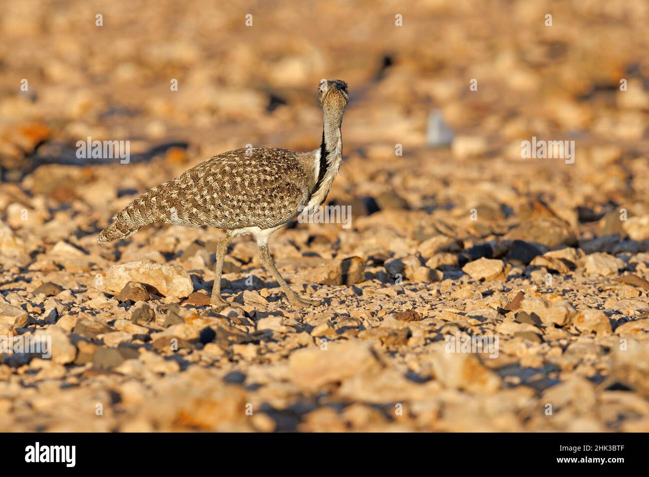 African Houbara, Llanos de Tindaya, Furteventura, Canarias, Spain ...