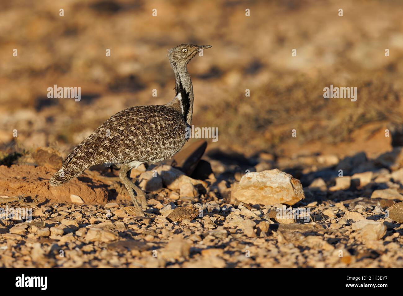 African Houbara, Llanos de Tindaya, Furteventura, Canarias, Spain ...