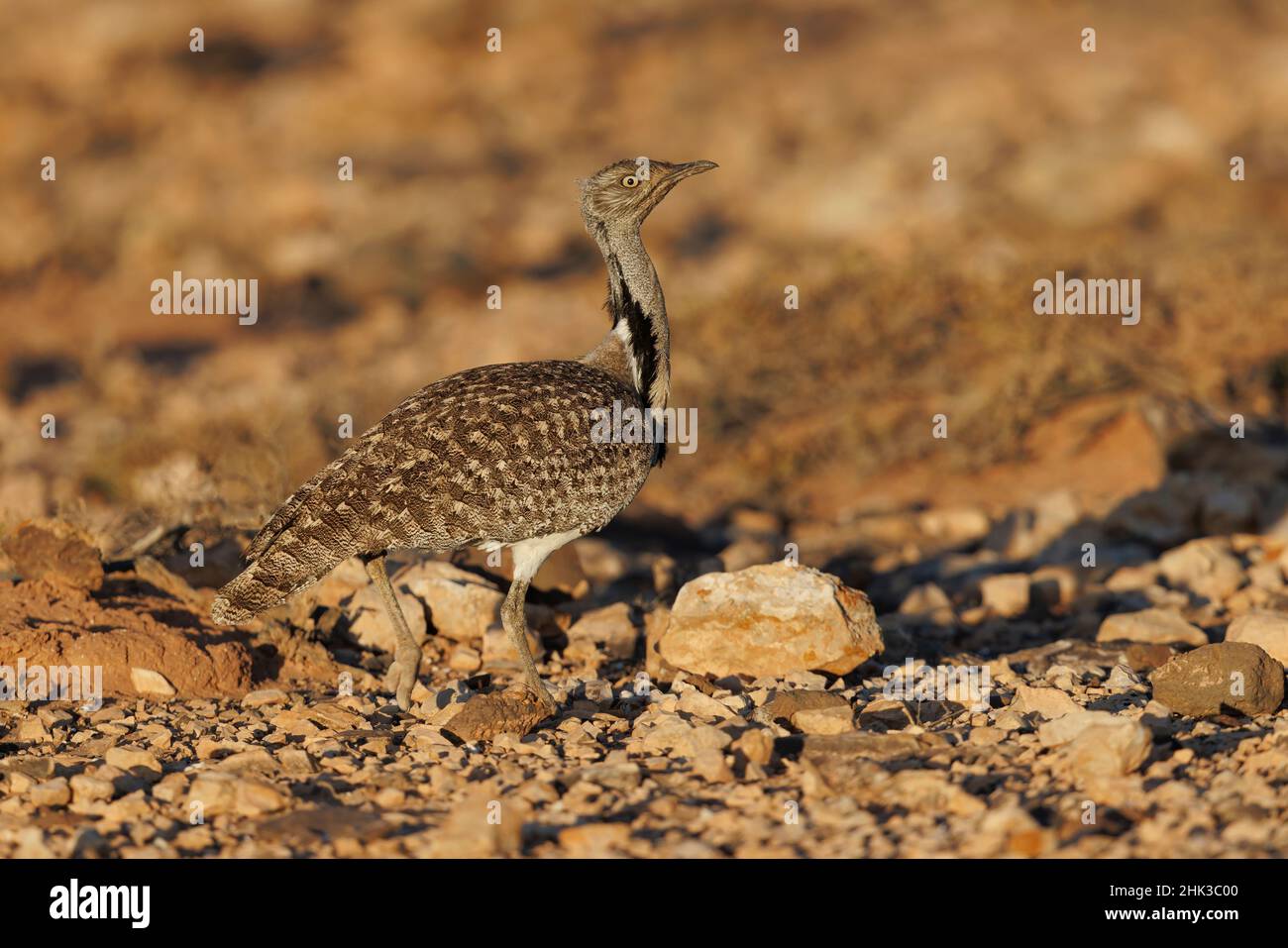 African Houbara, Llanos de Tindaya, Furteventura, Canarias, Spain ...