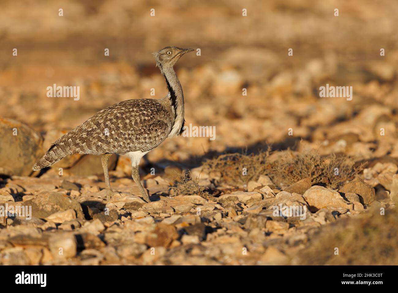 African Houbara, Llanos de Tindaya, Furteventura, Canarias, Spain ...