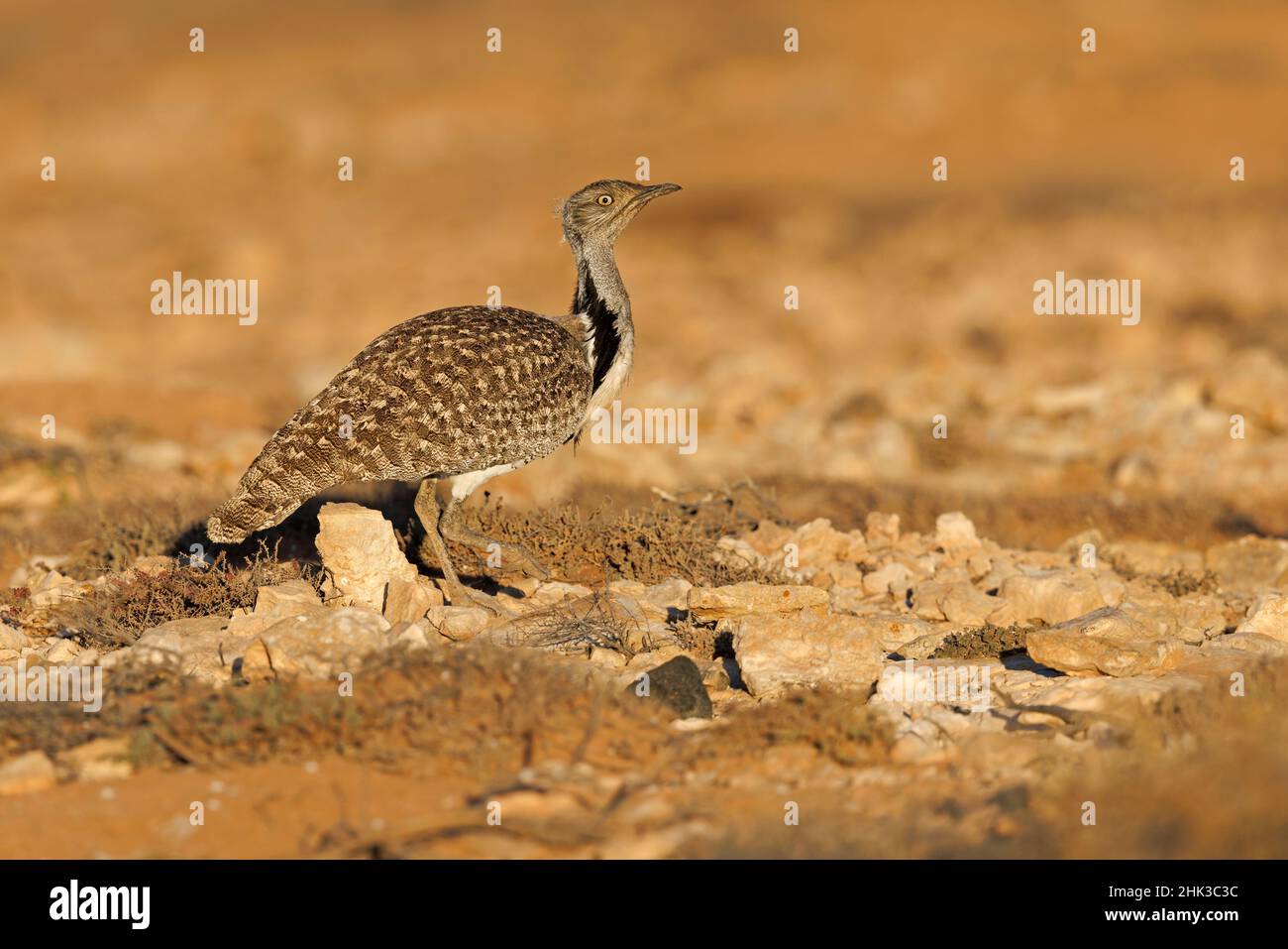 African Houbara, Llanos de Tindaya, Furteventura, Canarias, Spain ...