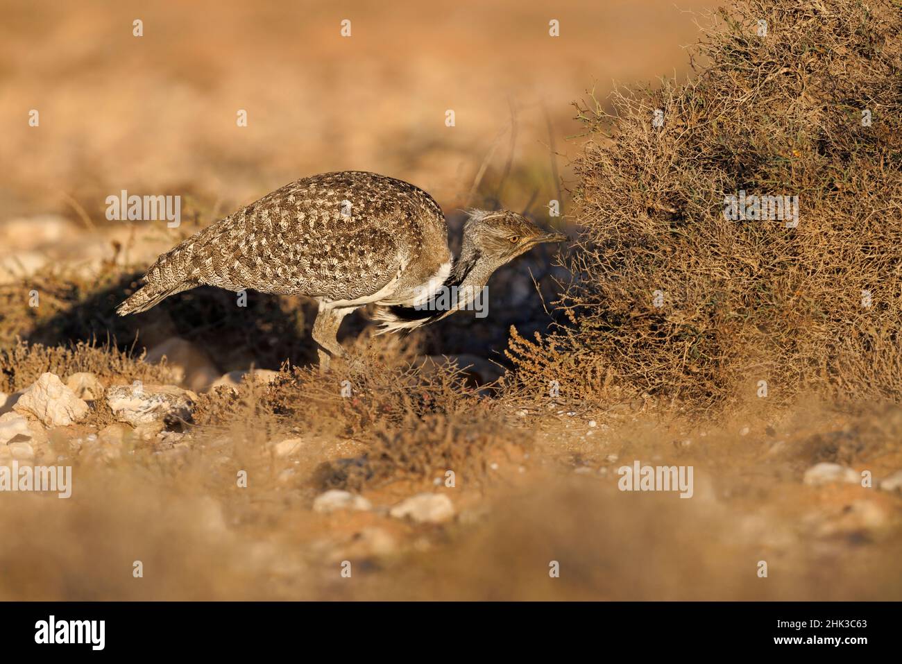African Houbara, Llanos de Tindaya, Furteventura, Canarias, Spain ...