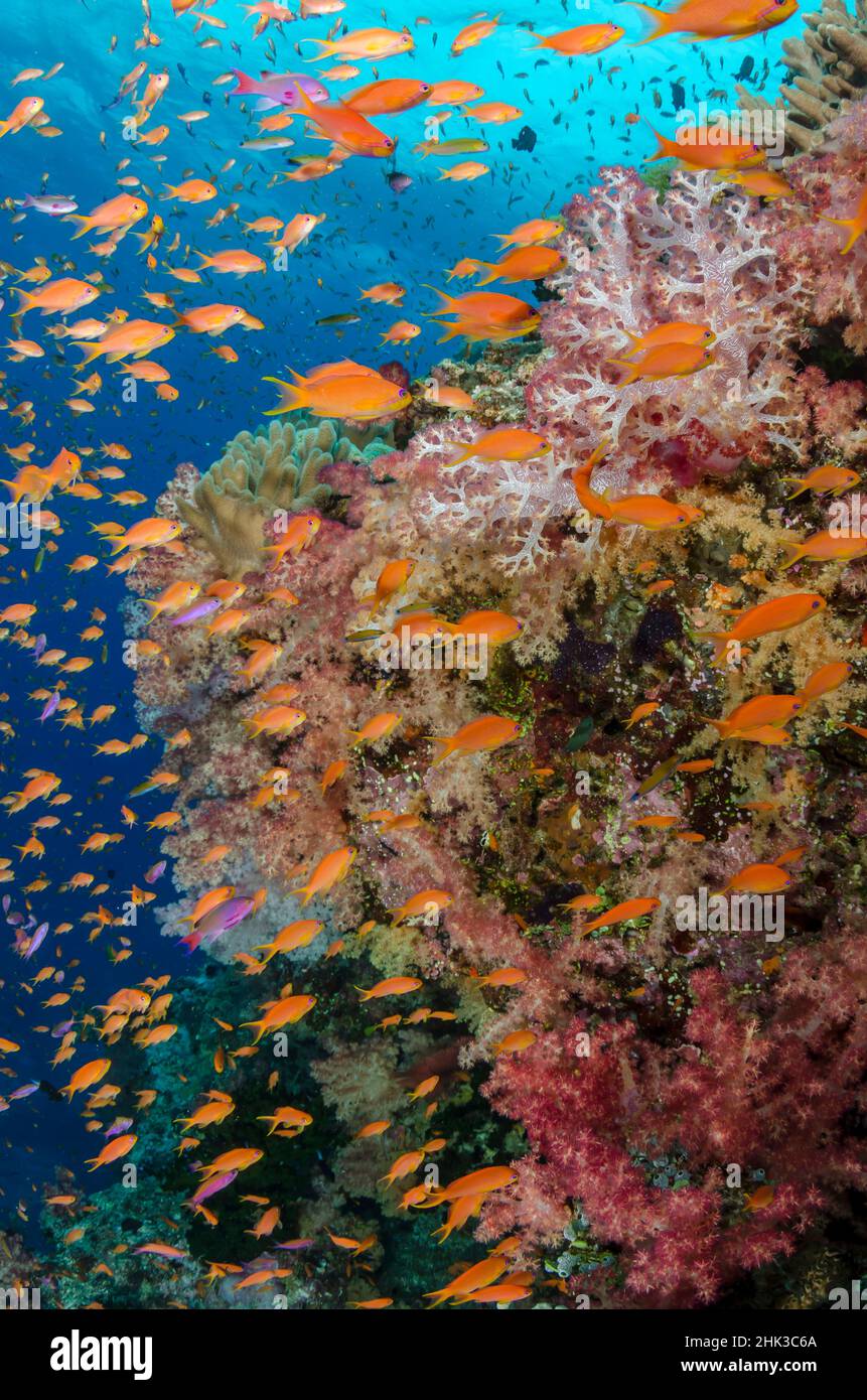 Reefscape hi-res stock photography and images - Alamy