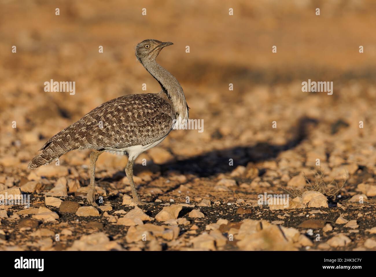 African Houbara, Llanos de Tindaya, Furteventura, Canarias, Spain ...