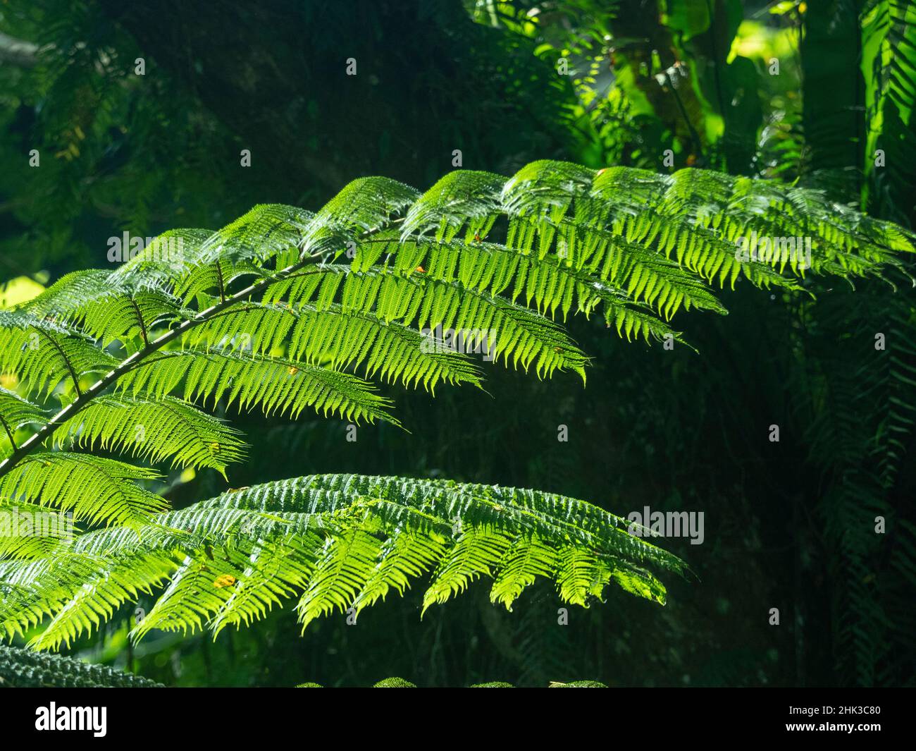 Fiji, Vanua Levu. Green fern Stock Photo - Alamy