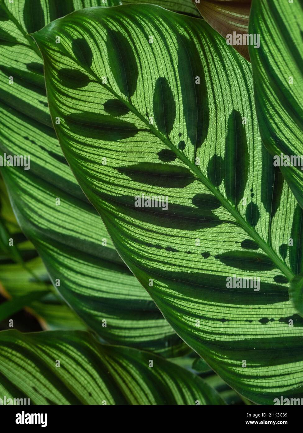 Fiji, Vanua Levu. Back-lit green leaves showing veins Stock Photo - Alamy