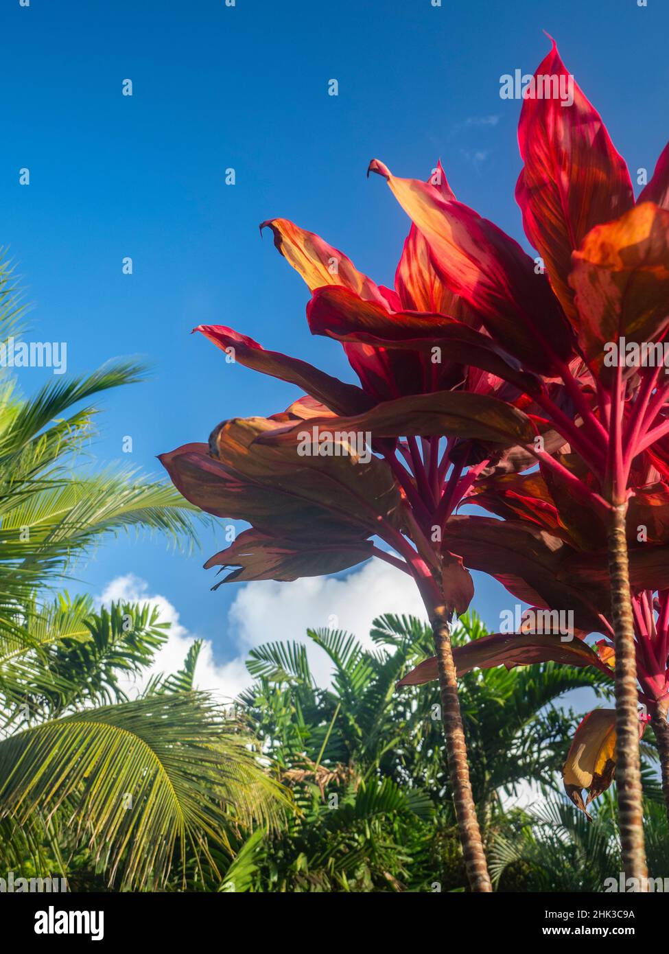 Fiji, Taveuni Island. Red Ti plant from below Stock Photo - Alamy