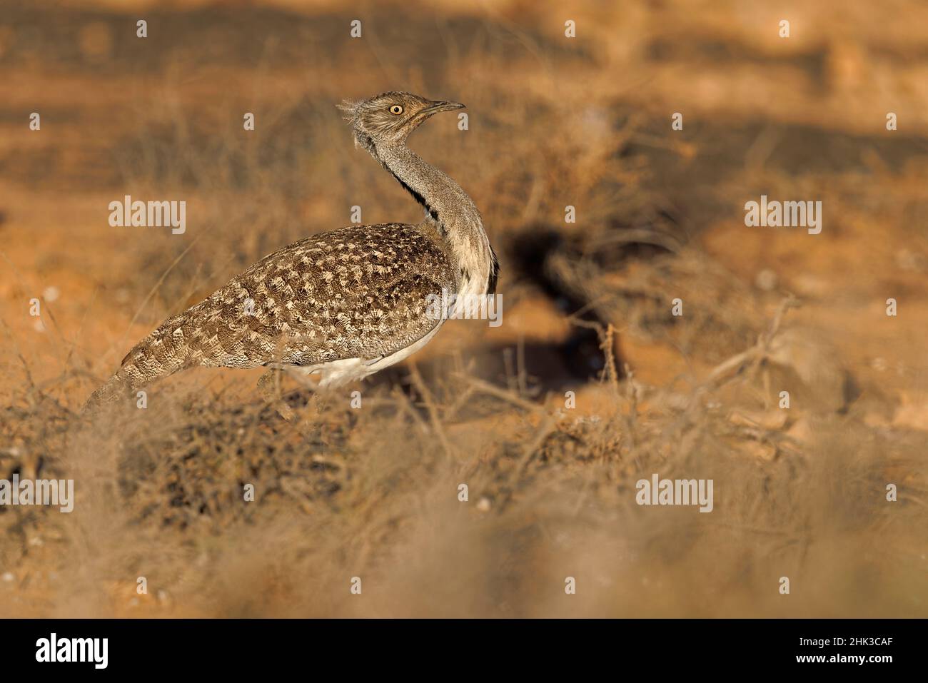 African Houbara, Llanos de Tindaya, Furteventura, Canarias, Spain ...