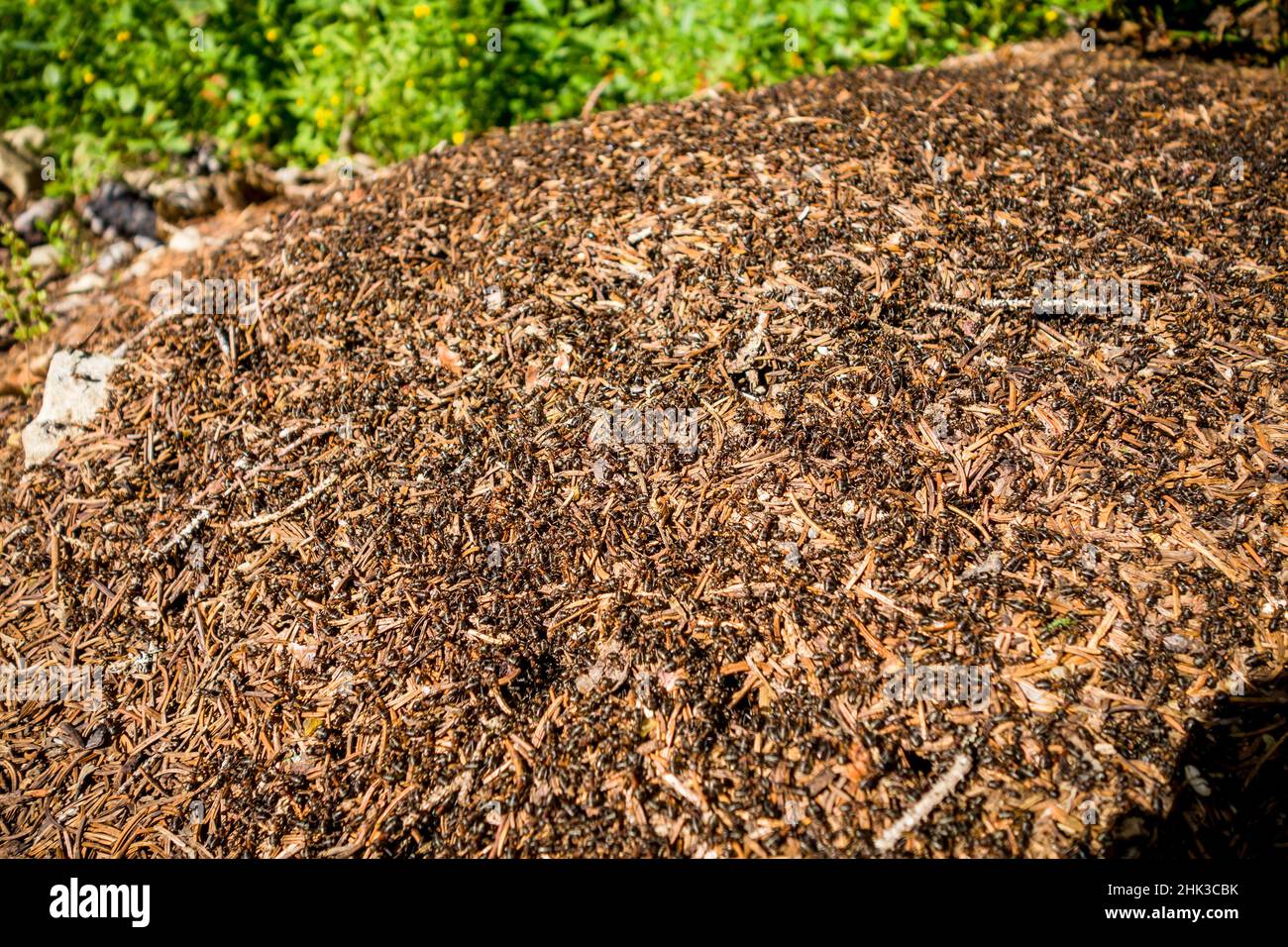 Big anthill in a forest. Closeup detail Stock Photo - Alamy