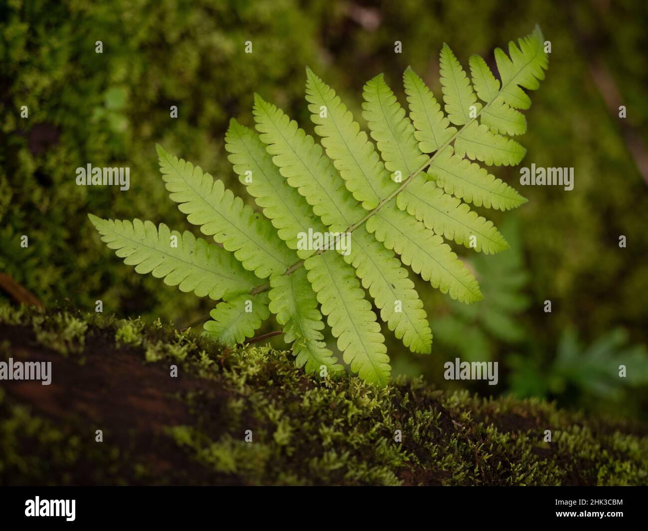 Fiji, Taveuni Island. Small fern on a moss-covered log Stock Photo - Alamy