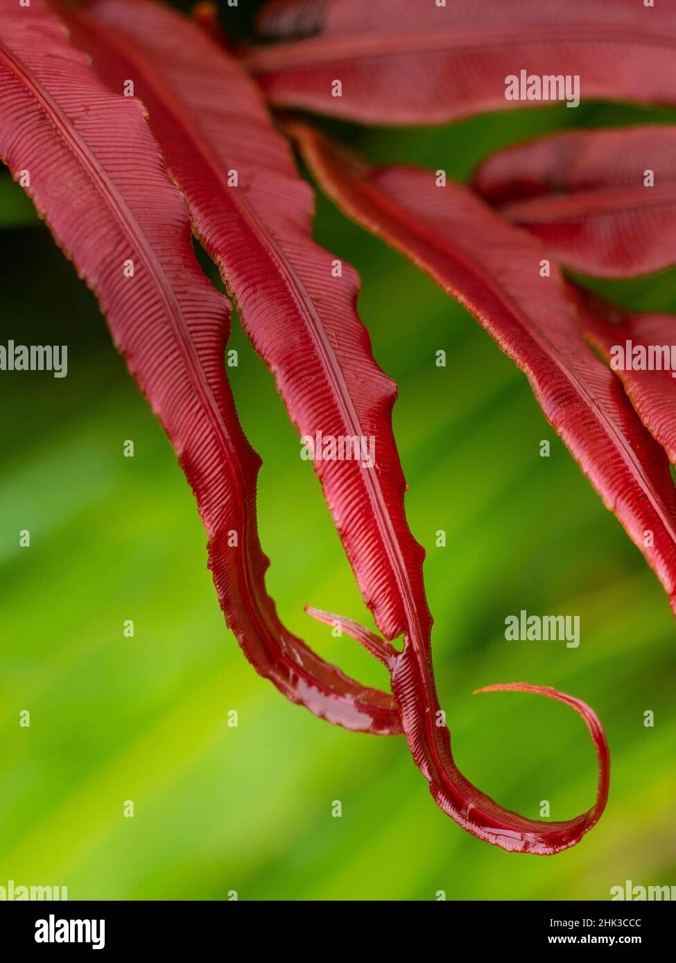 Fiji red fern hi-res stock photography and images - Alamy