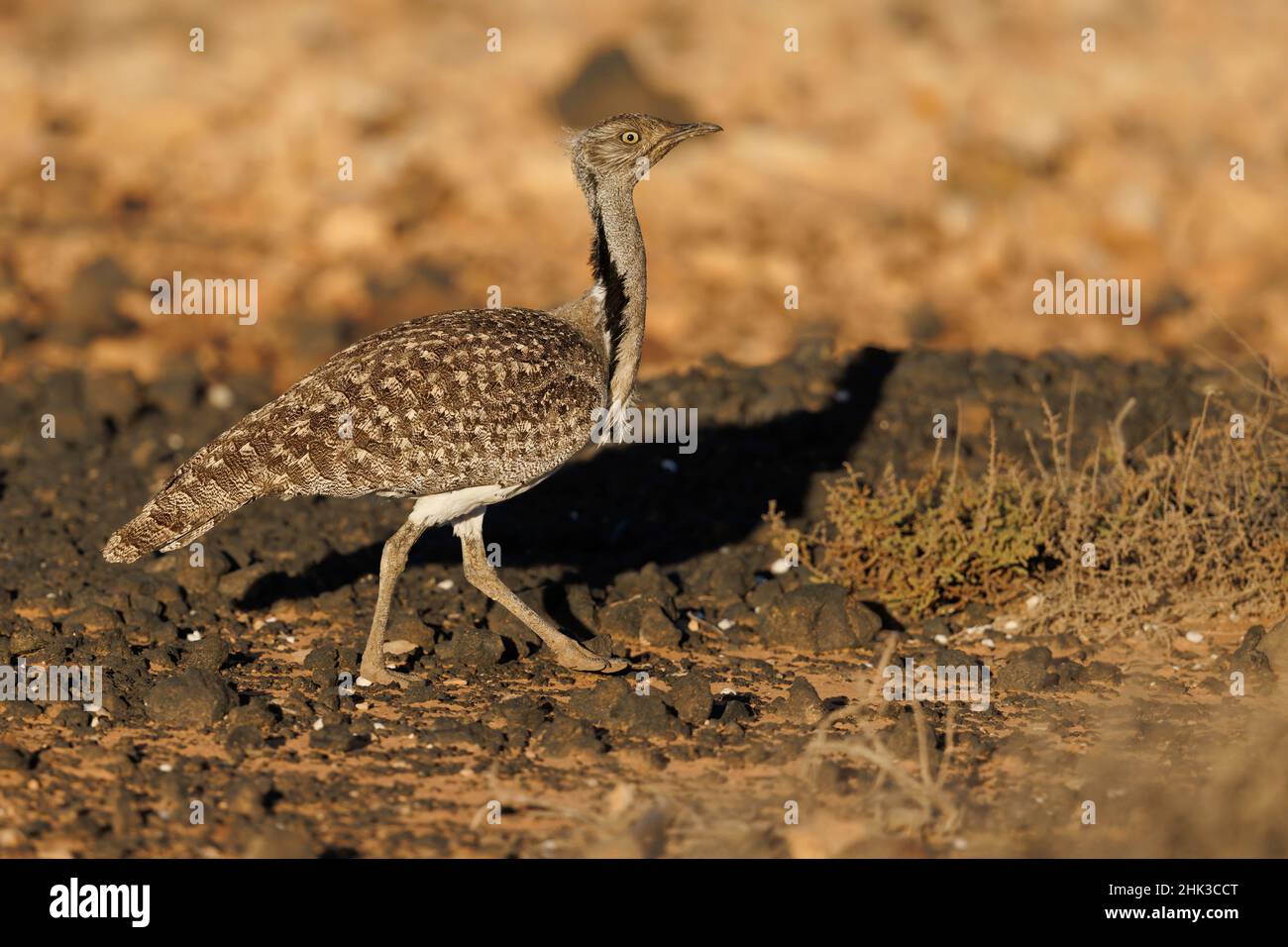 African Houbara, Llanos de Tindaya, Furteventura, Canarias, Spain ...