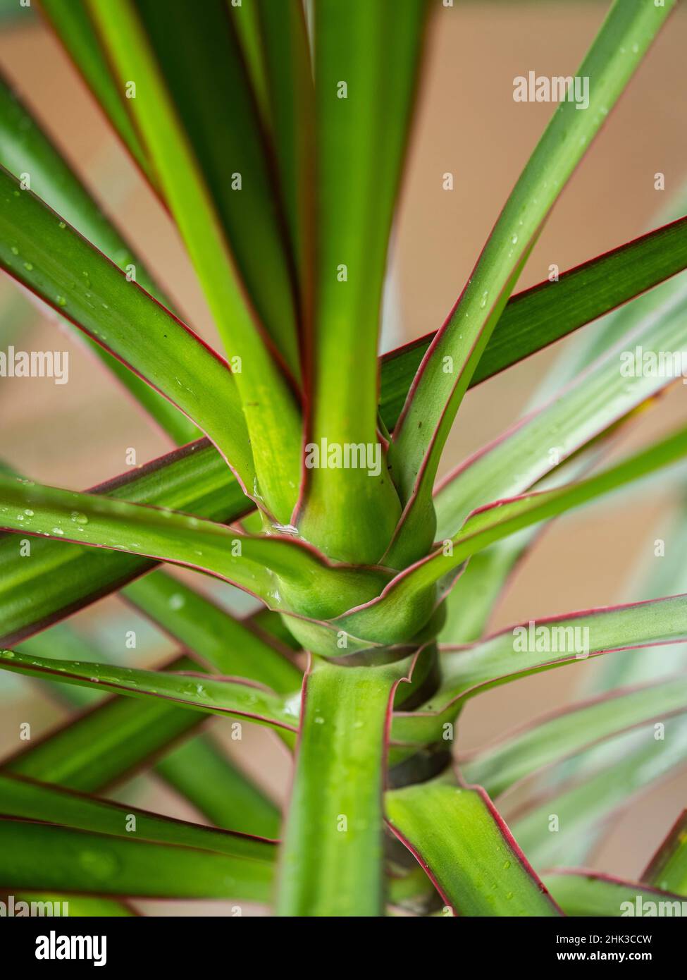 Fiji, Taveuni Island. Close-up of a green plant stalk with thin leaves ...