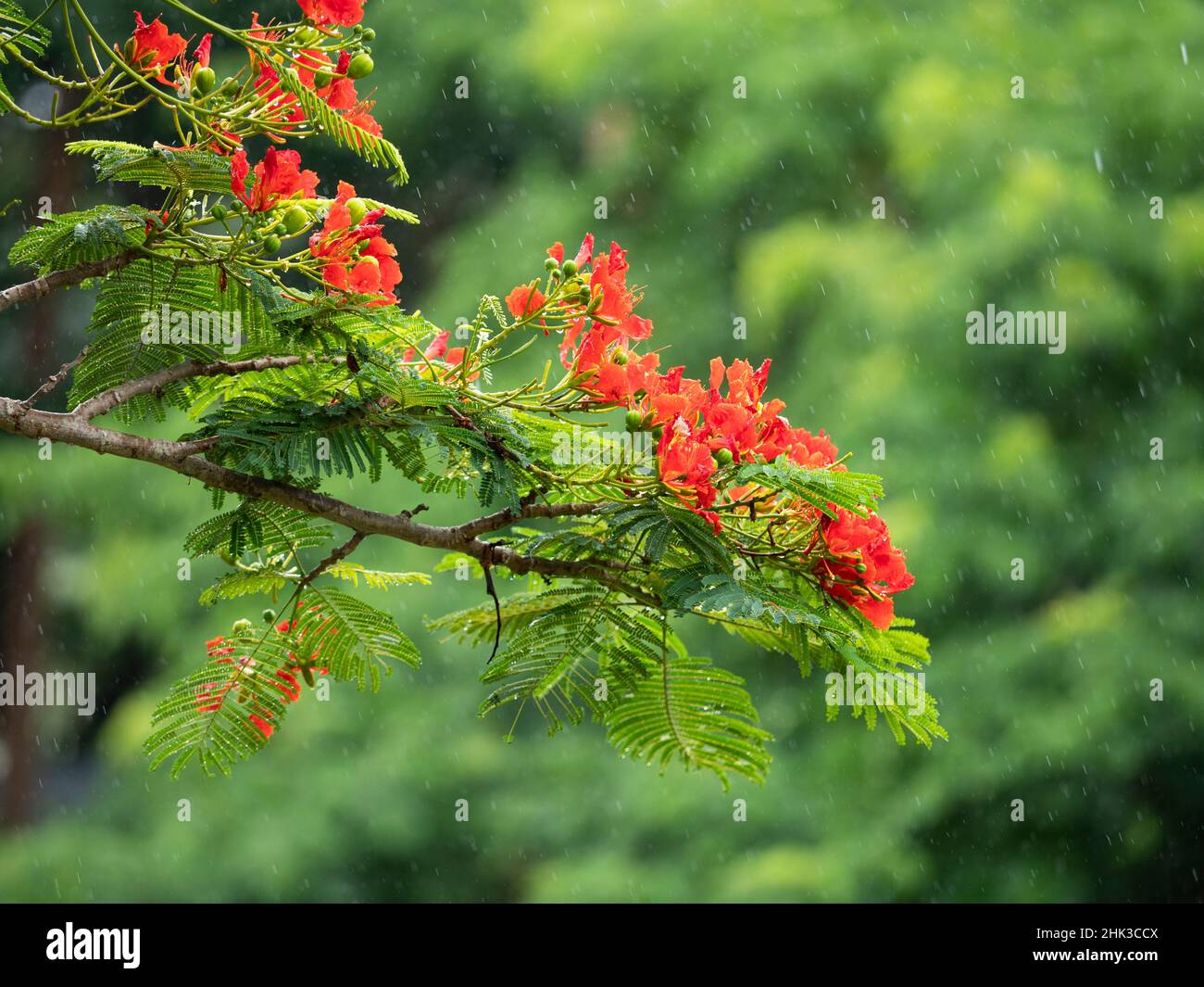 Fiji, Taveuni Island. Orange flower on tree in the rain Stock Photo - Alamy