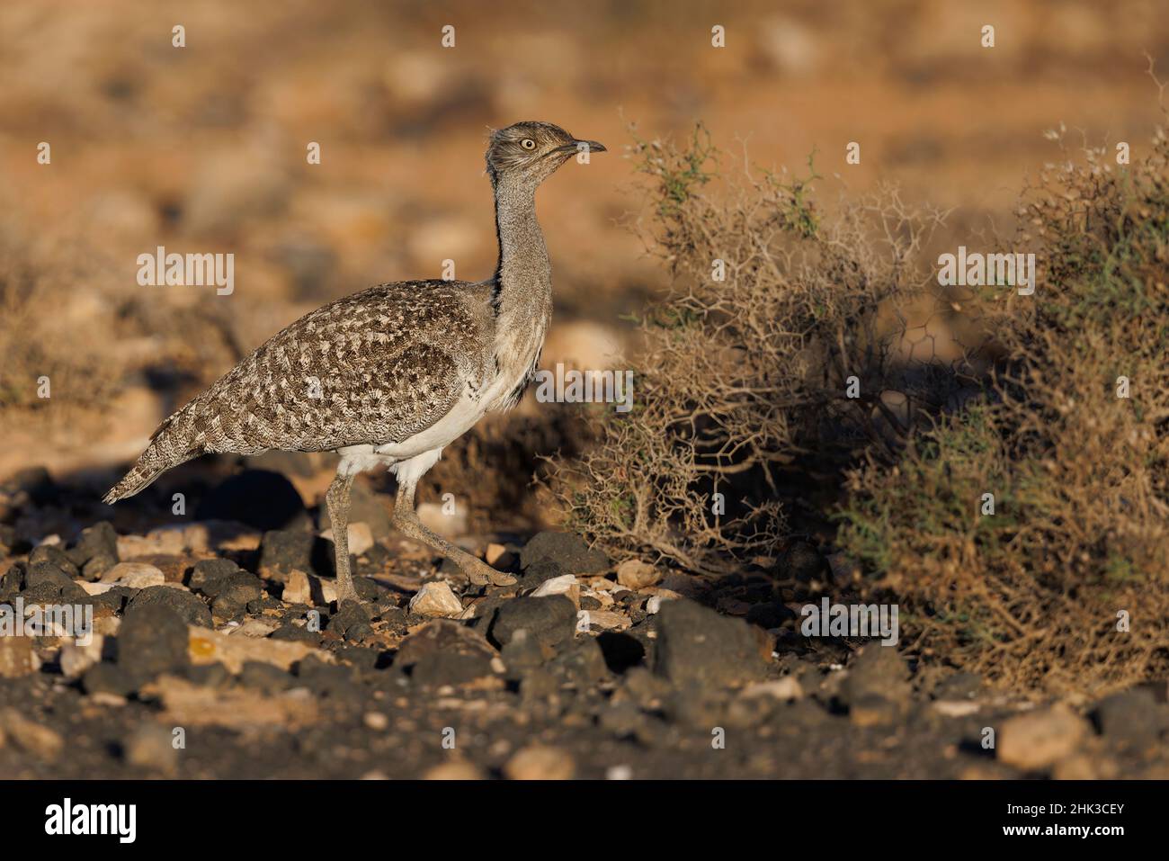 African Houbara, Llanos de Tindaya, Furteventura, Canarias, Spain ...