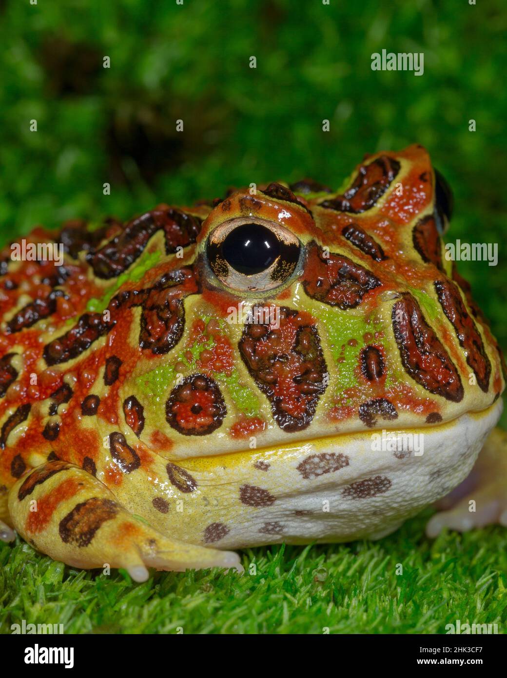 Argentina horned frog ceratophrys ornata hi-res stock photography and ...