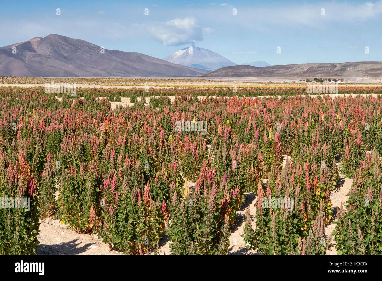 Bolivia, San Juan, Atacama Desert, San Juan, quinoa. Fields of red ...