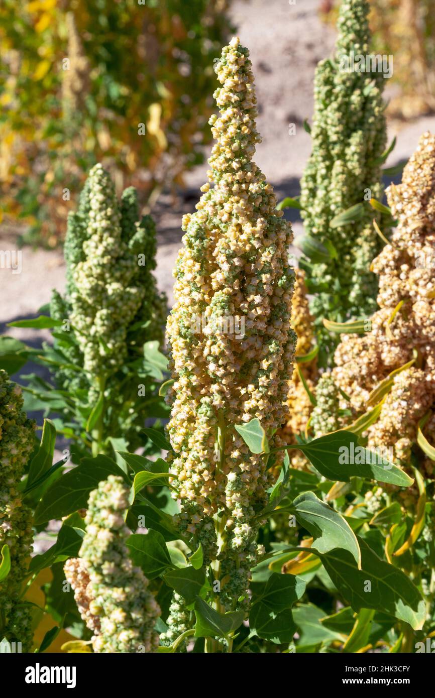 Quinoa plant hi-res stock photography and images - Alamy