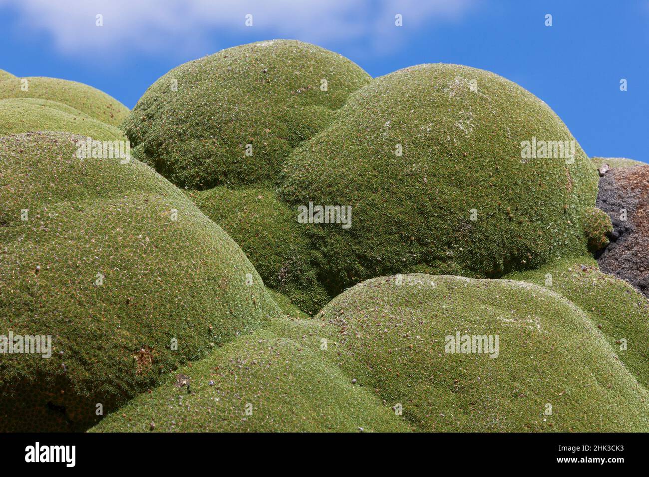 Bolivia, Atacama Desert, llareta or Yareta. This green, round plant is ...