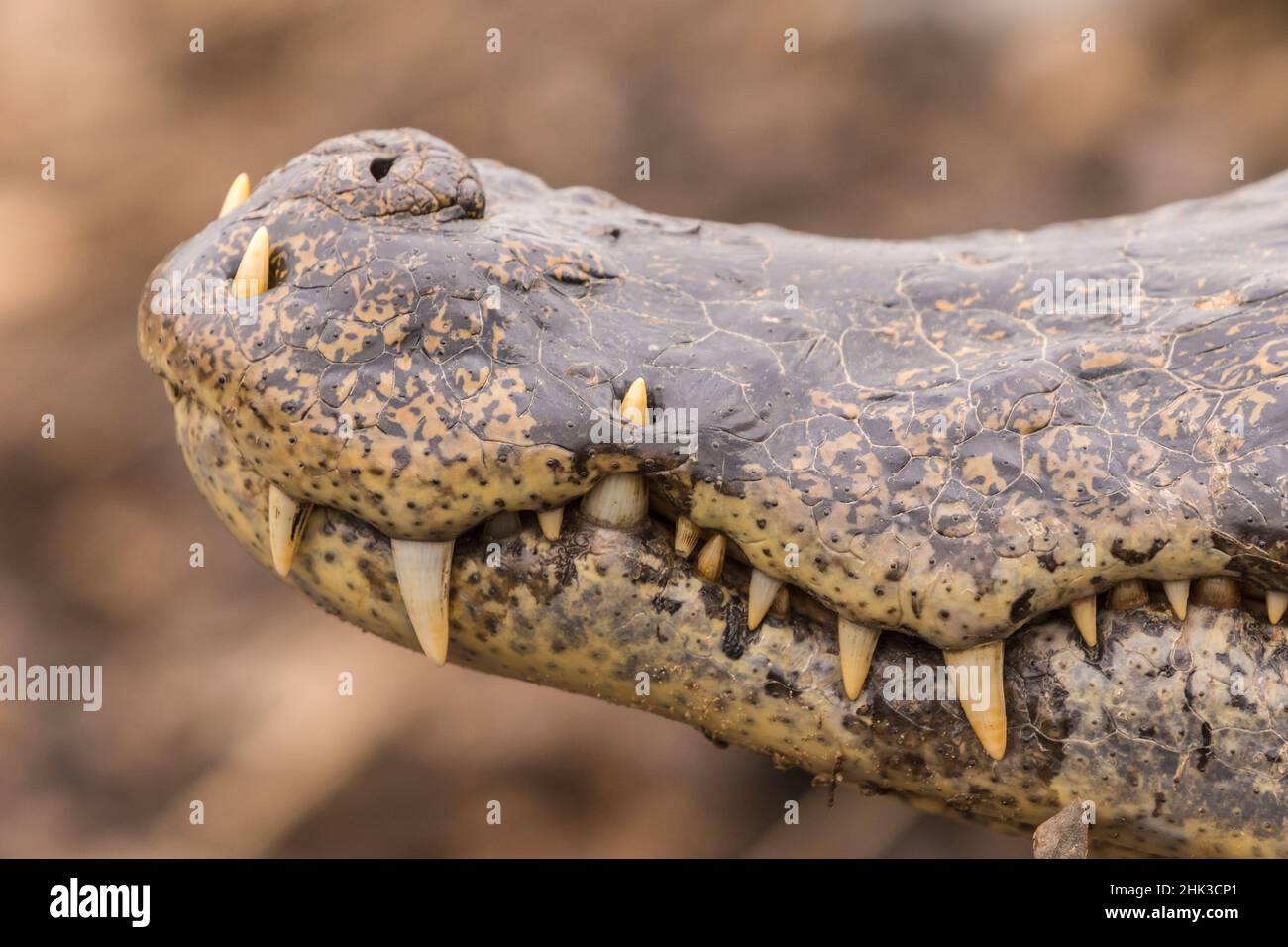 Brazil, Pantanal. Close-up of jacare caiman reptile's snout. Credit as ...