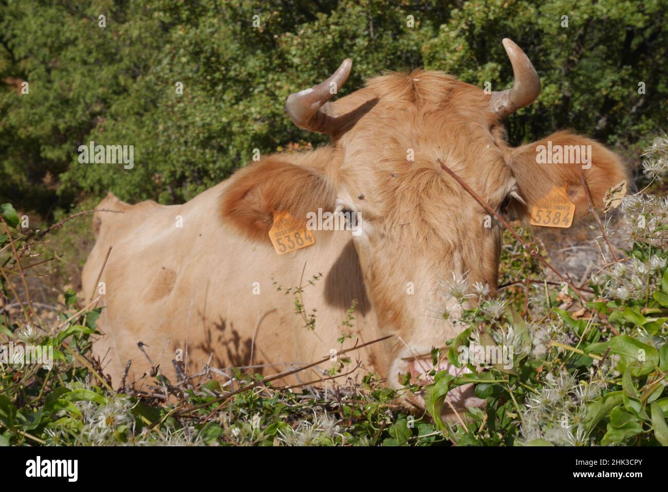 Sustainable beef production hi-res stock photography and images - Alamy