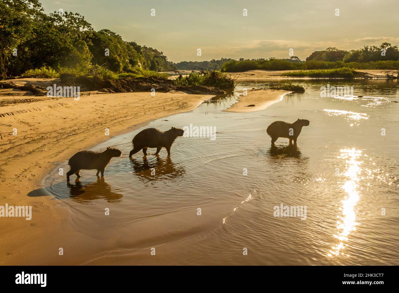 Brazil, Pantanal. Capybara walking in water. Credit as: Cathy & Gordon ...