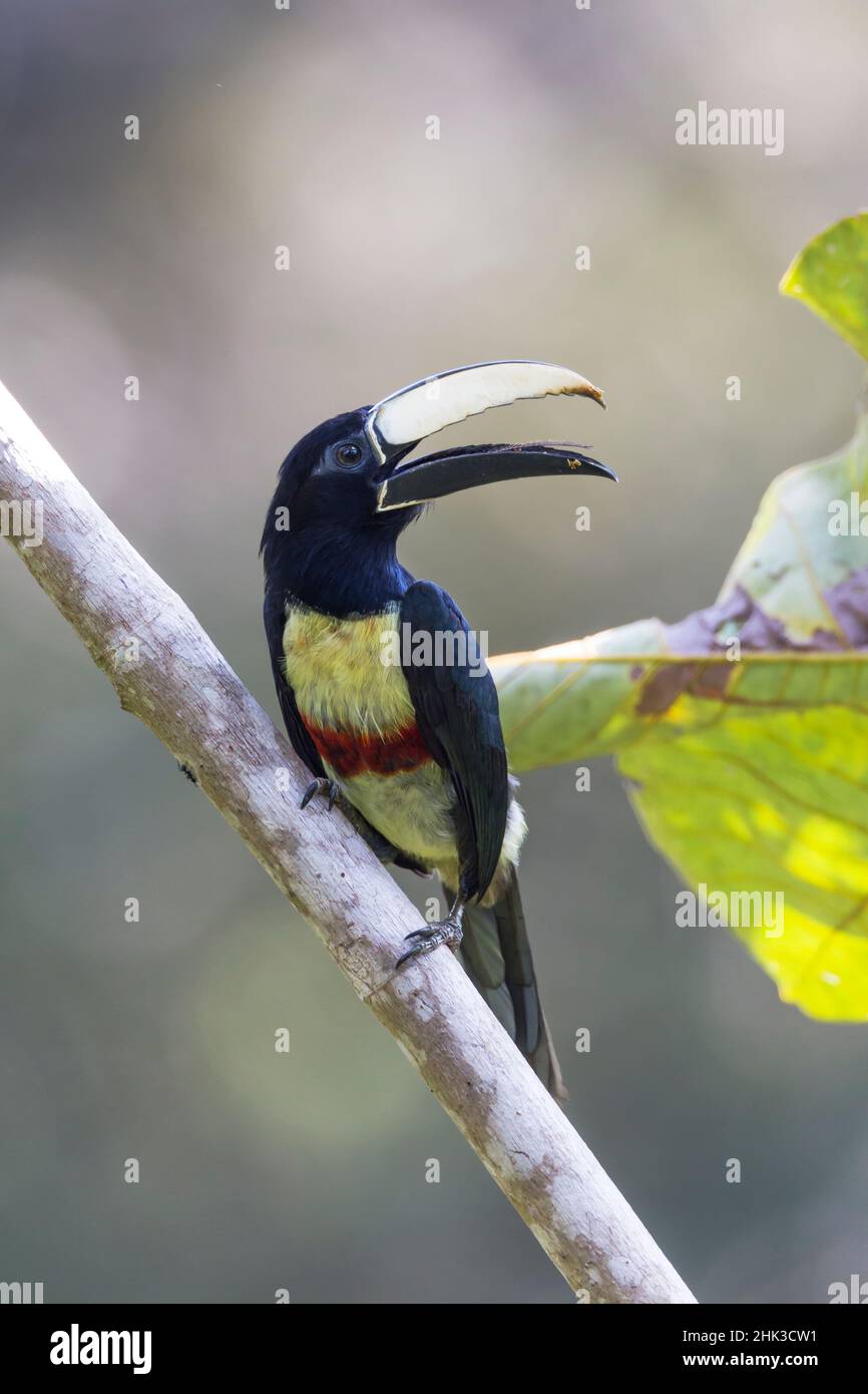 South America, Brazil, State of Amazonas, The Amazon, Near Manaus ...