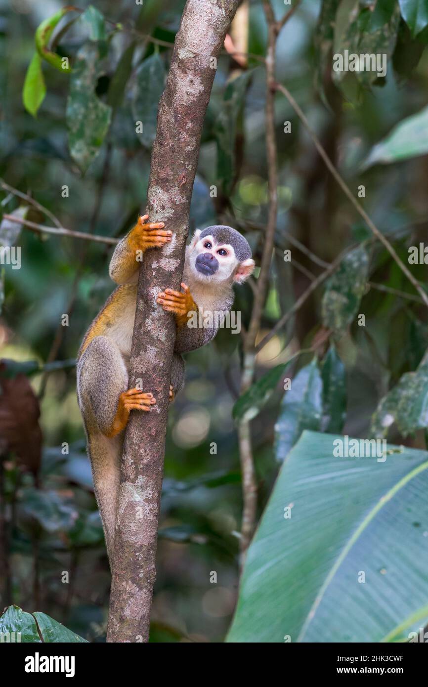 South America, Brazil, The Amazon, Manaus, Amazon EcoPark Jungle Lodge ...