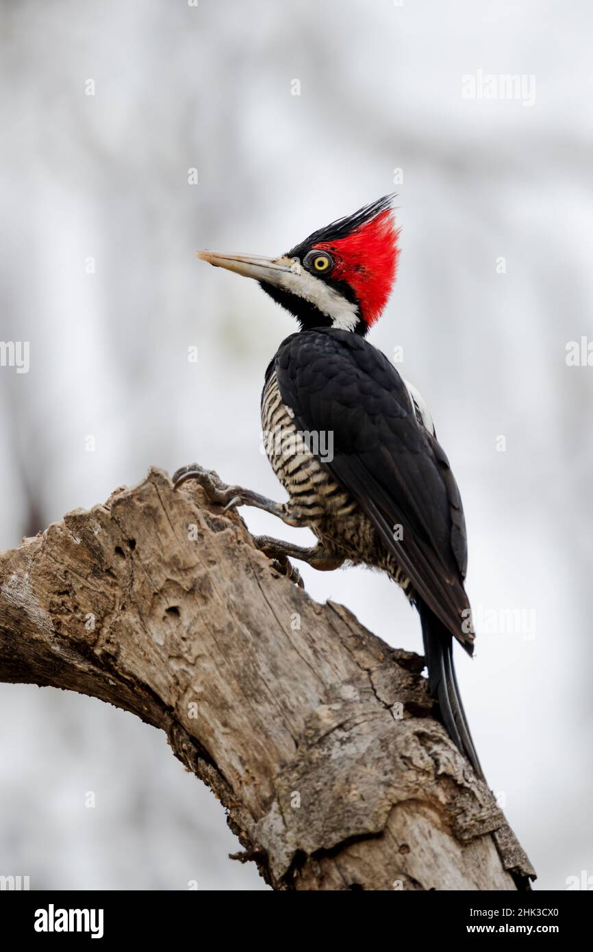 South America, Brazil, The Pantanal, crimson-crested woodpecker ...