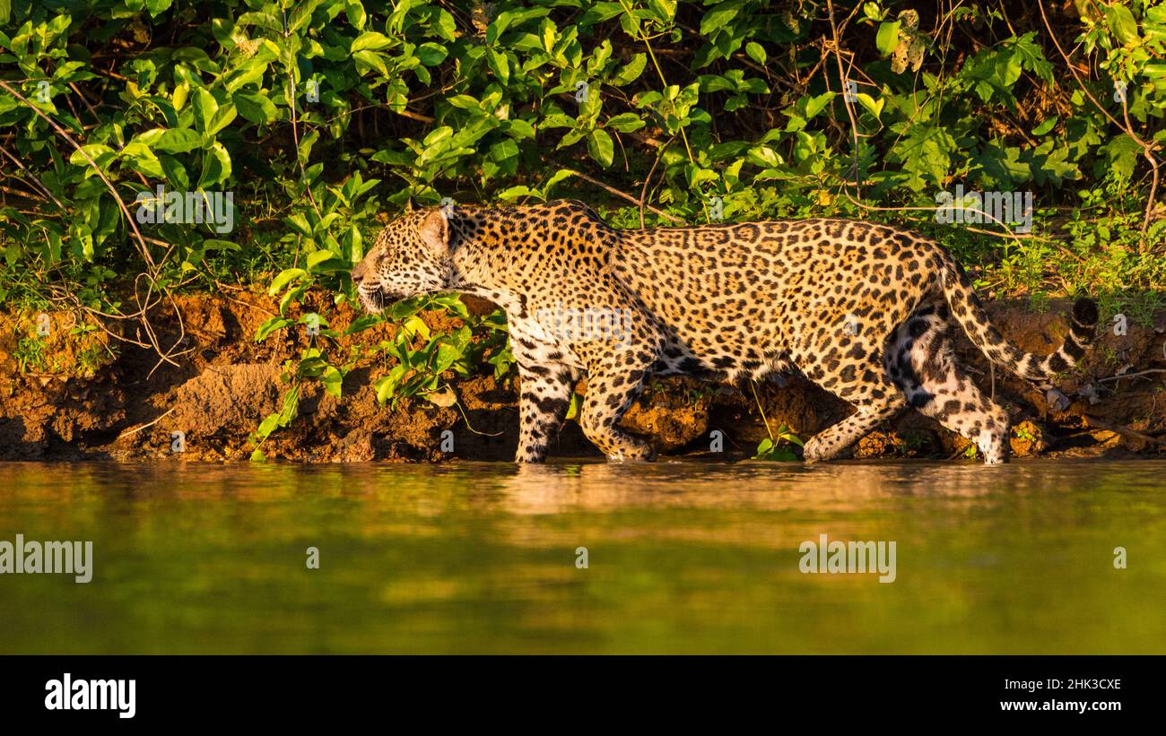 South America. Brazil. A female jaguar (Panthera onca), an apex ...