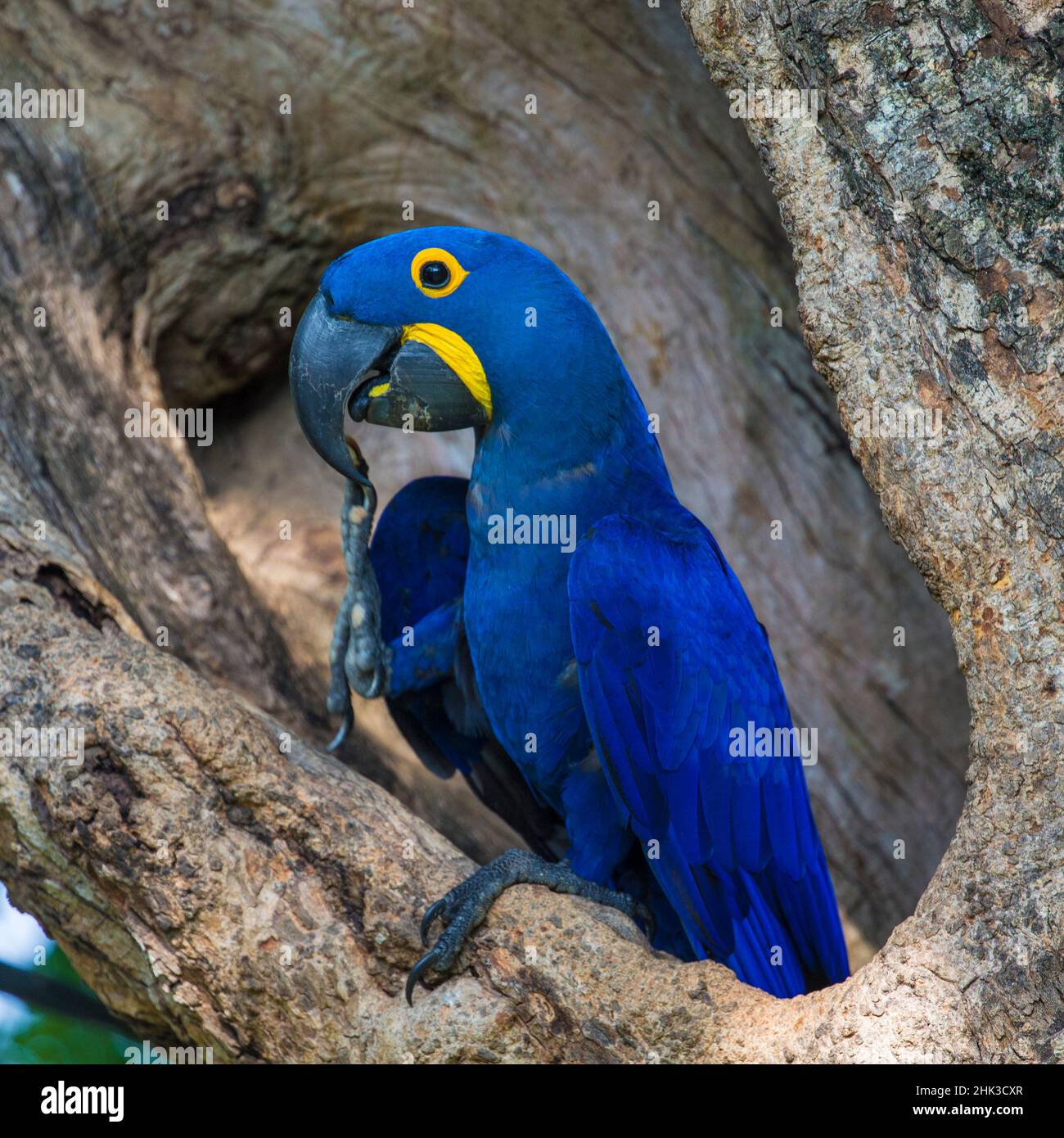 South America. Brazil. Hyacynth macaw (Anodorhynchus hyacinthinus), a ...
