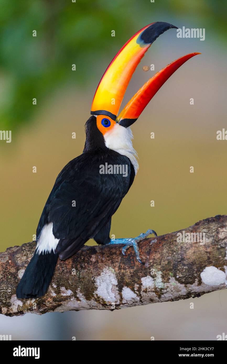 South America. Brazil. Toco Toucan (Ramphastos toco albogularis) is a ...